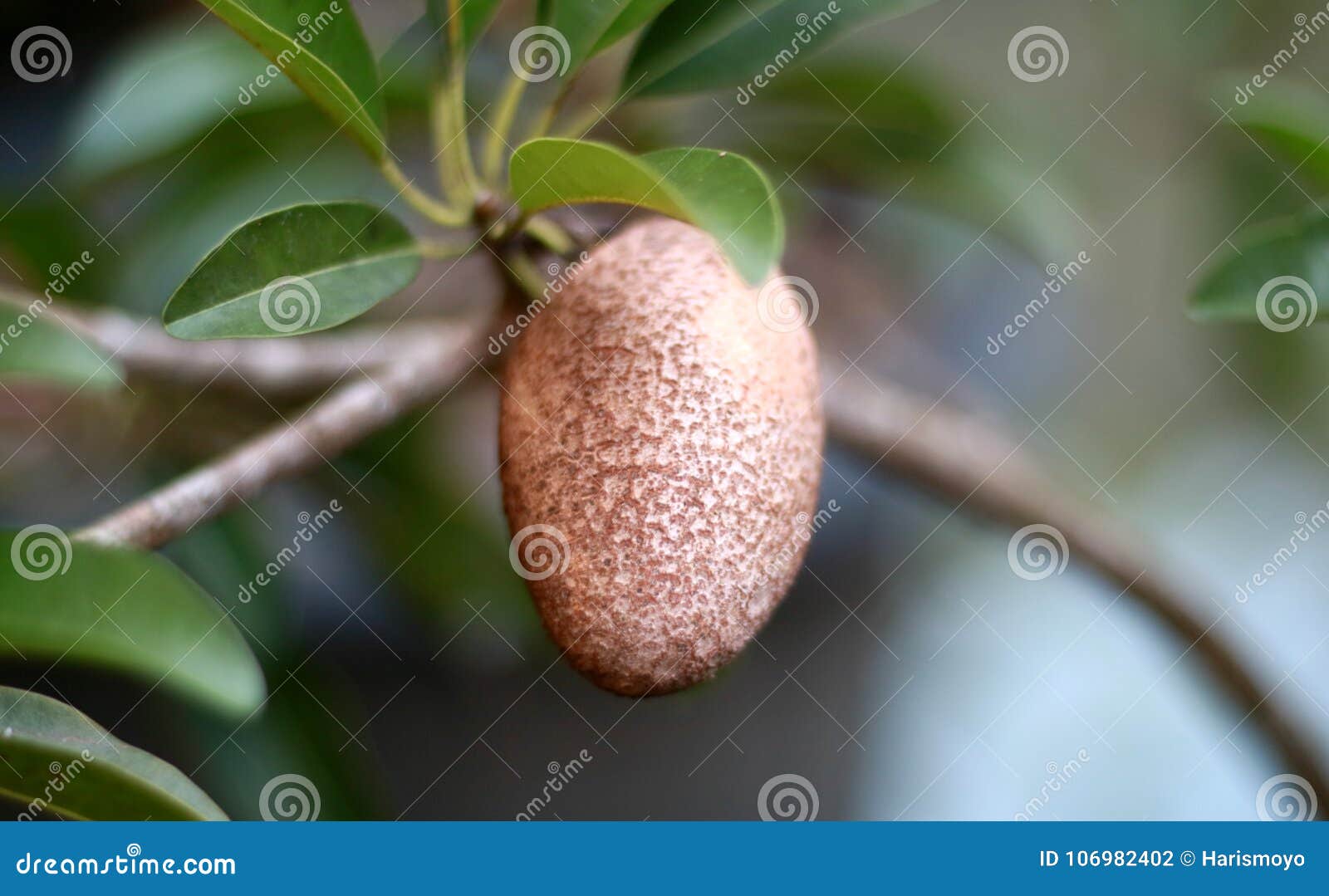 Fruta del zapote foto de archivo. Imagen de indonesia - 106982402