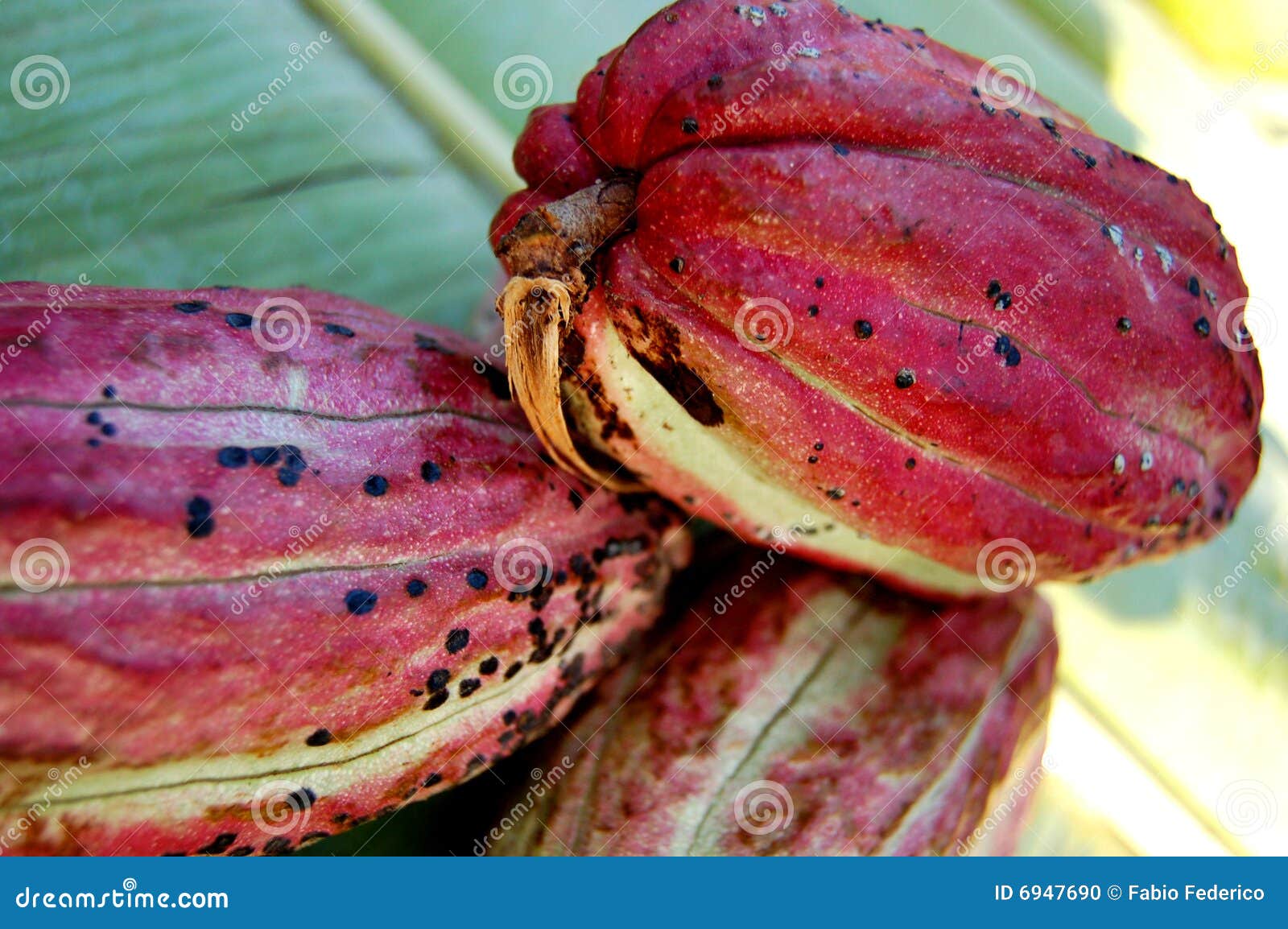 Fruta do cacau foto de stock. Imagem de tropical, cacau - 6947690