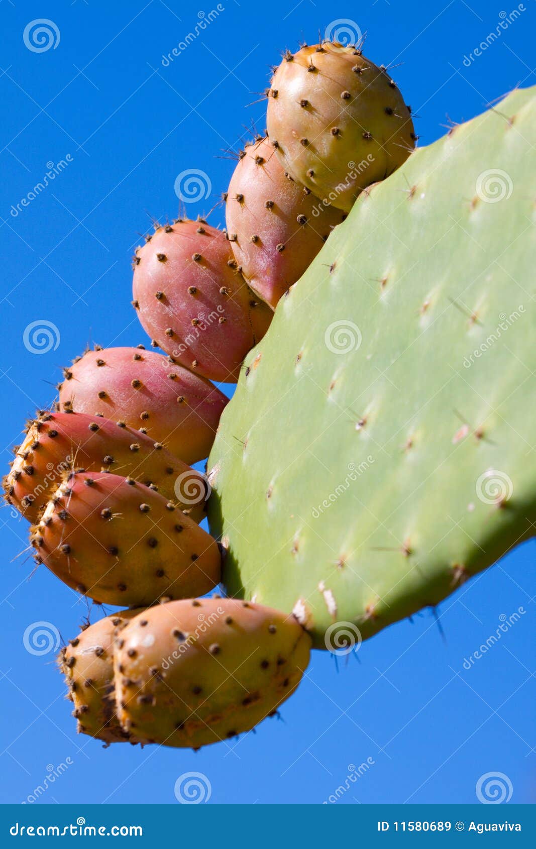Fruta do cacto imagem de stock. Imagem de azul, colorido - 11580689