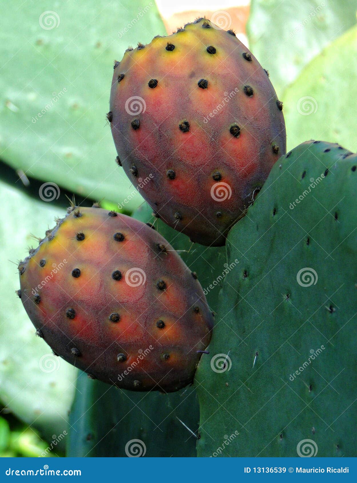 Fruta do cacto imagem de stock. Imagem de flora, comer - 13136539