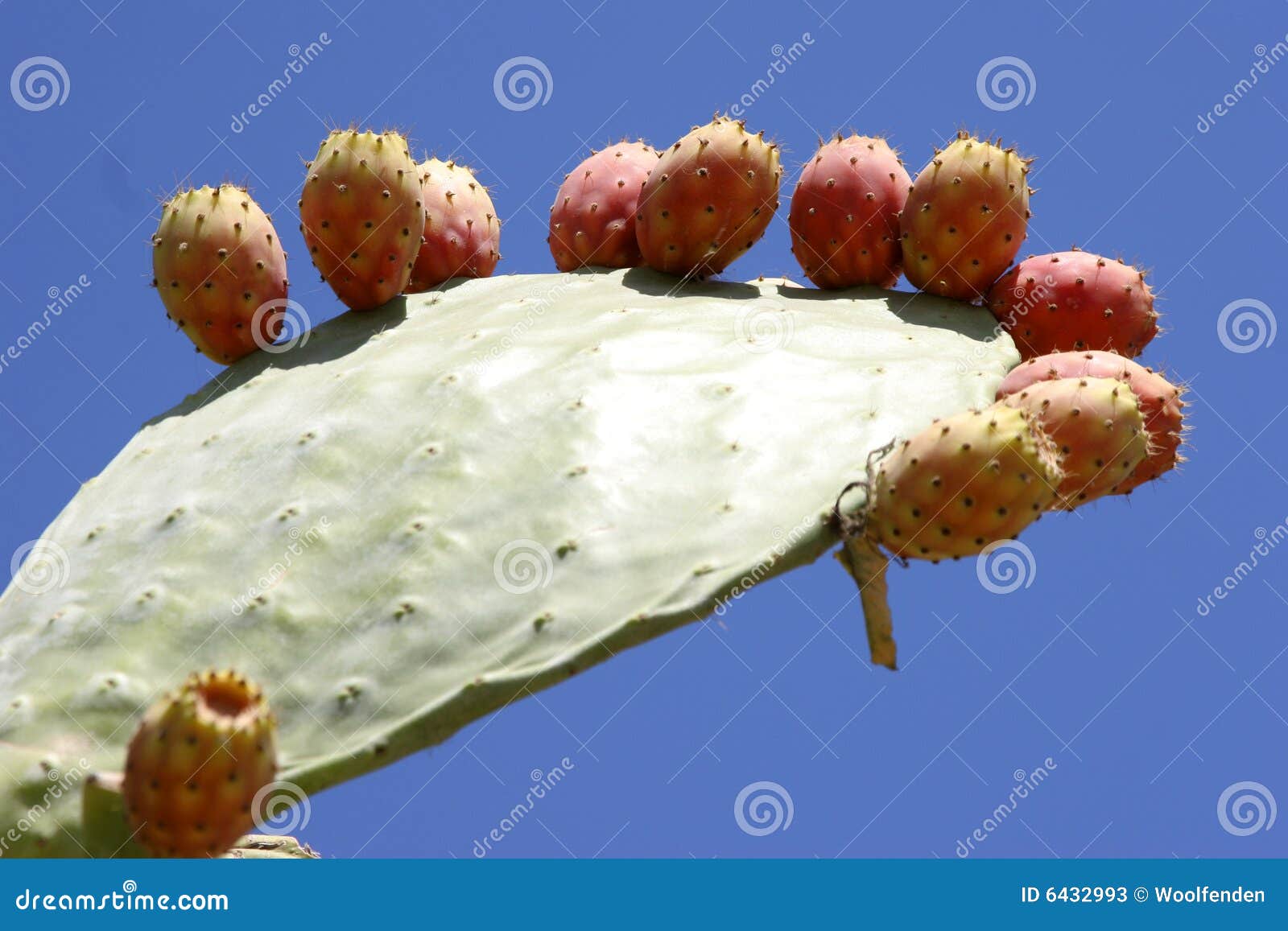 Fruta Do Cacto E Da Pera Espinhosa Imagem de Stock - Imagem de grego ...