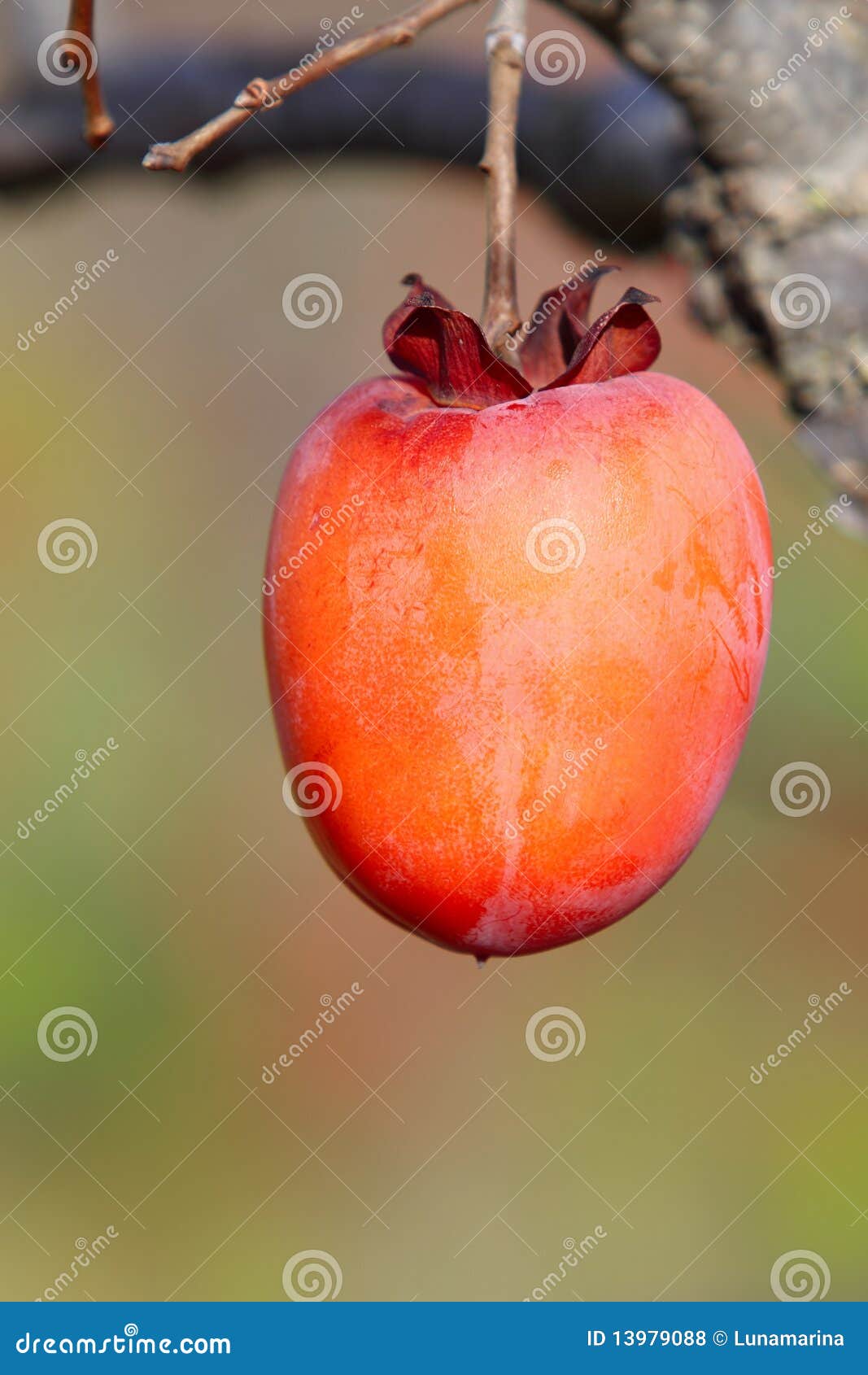 Fruta do caqui na árvore foto de stock. Imagem de paisagem - 13979088