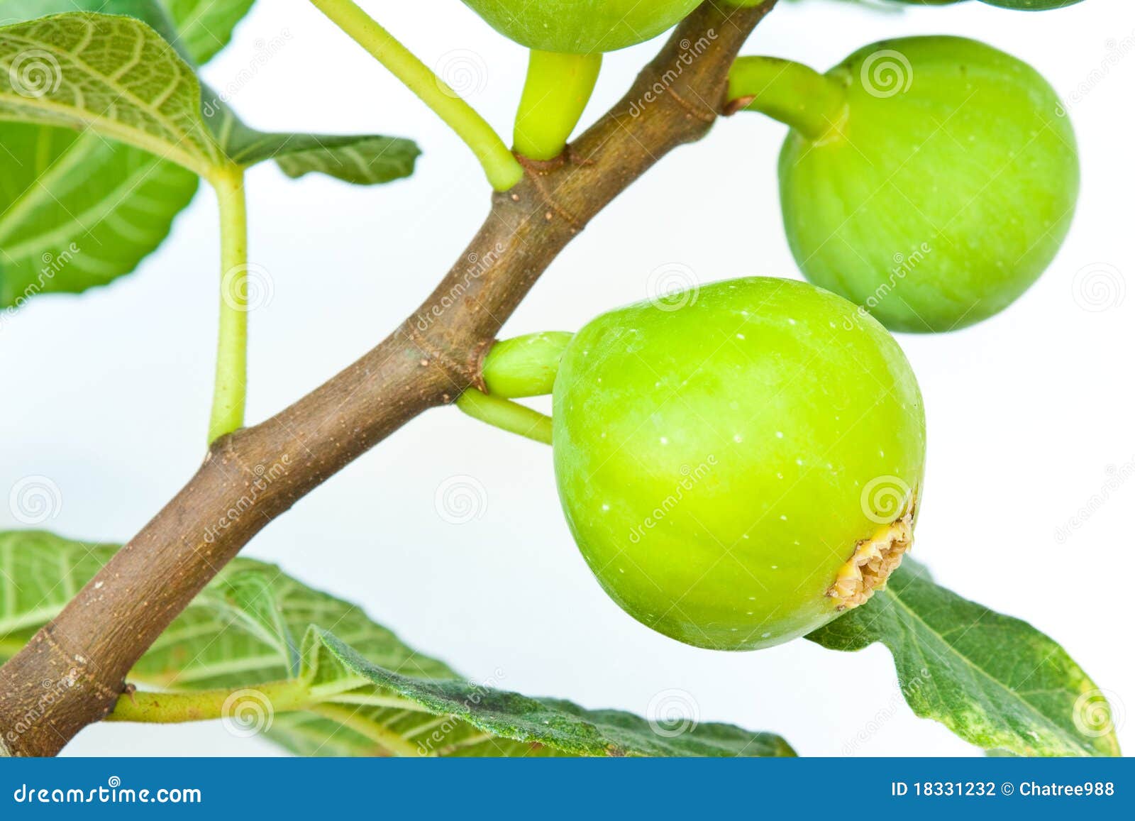 Fruta do figo foto de stock. Imagem de verde, fresco - 18331232