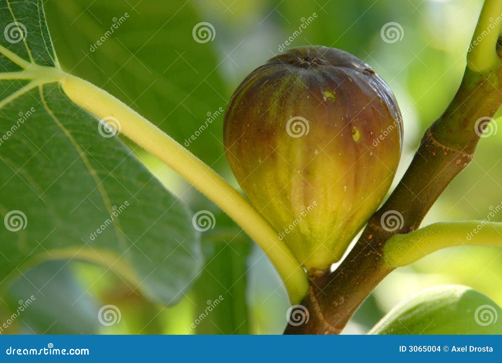 Fruta do figo na árvore foto de stock. Imagem de fruta - 3065004