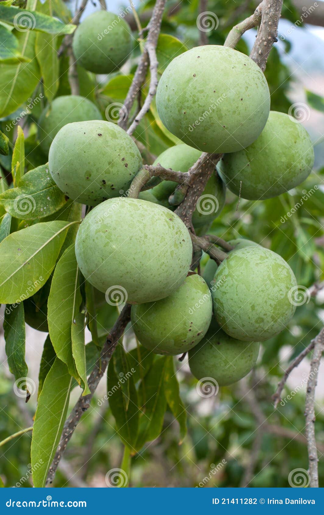 Fruta do Sapote branco foto de stock. Imagem de folhas - 21411282