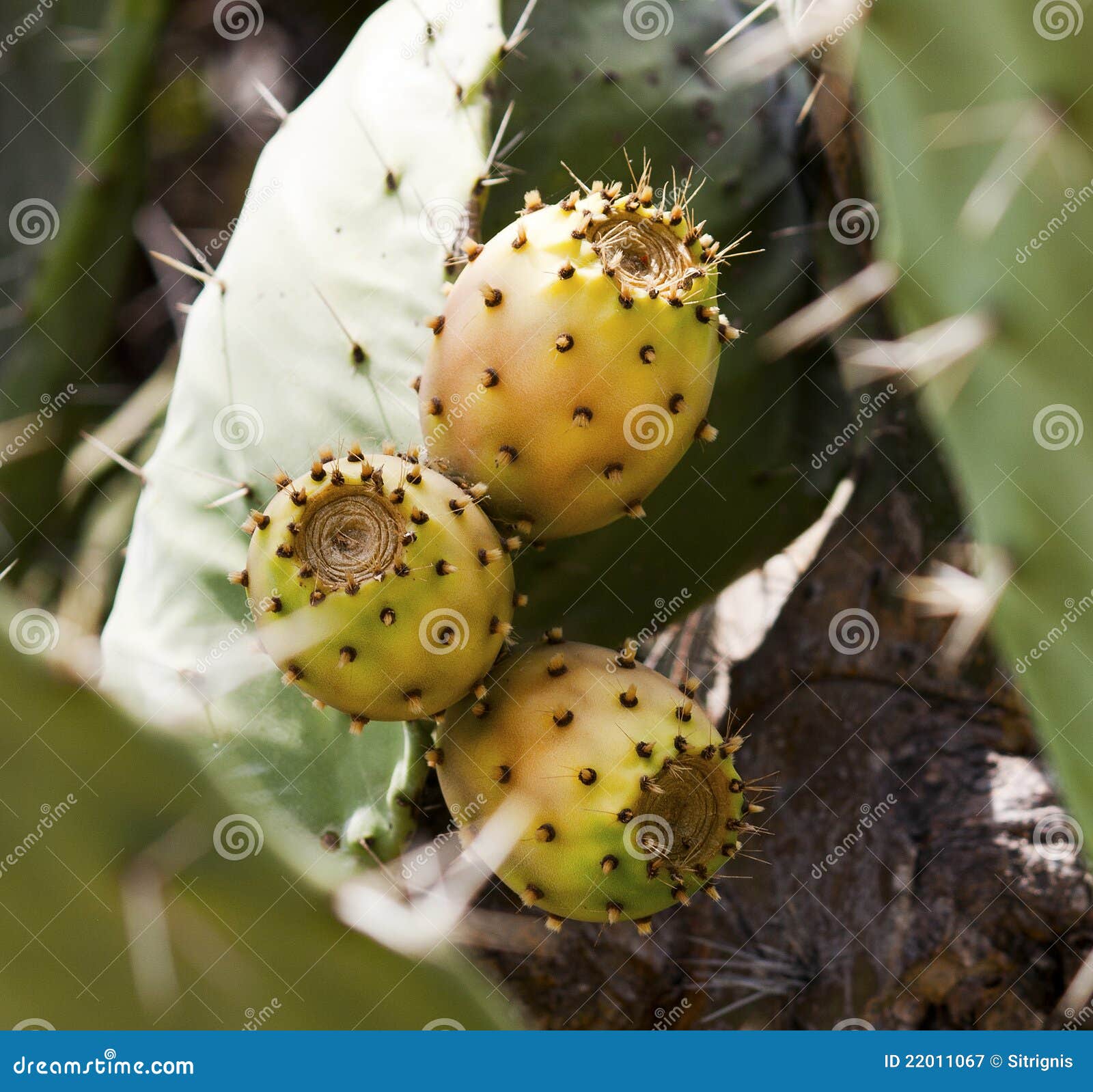 Fruta Ficus-indica Do Cacto Do Opuntia Imagem de Stock - Imagem de ...