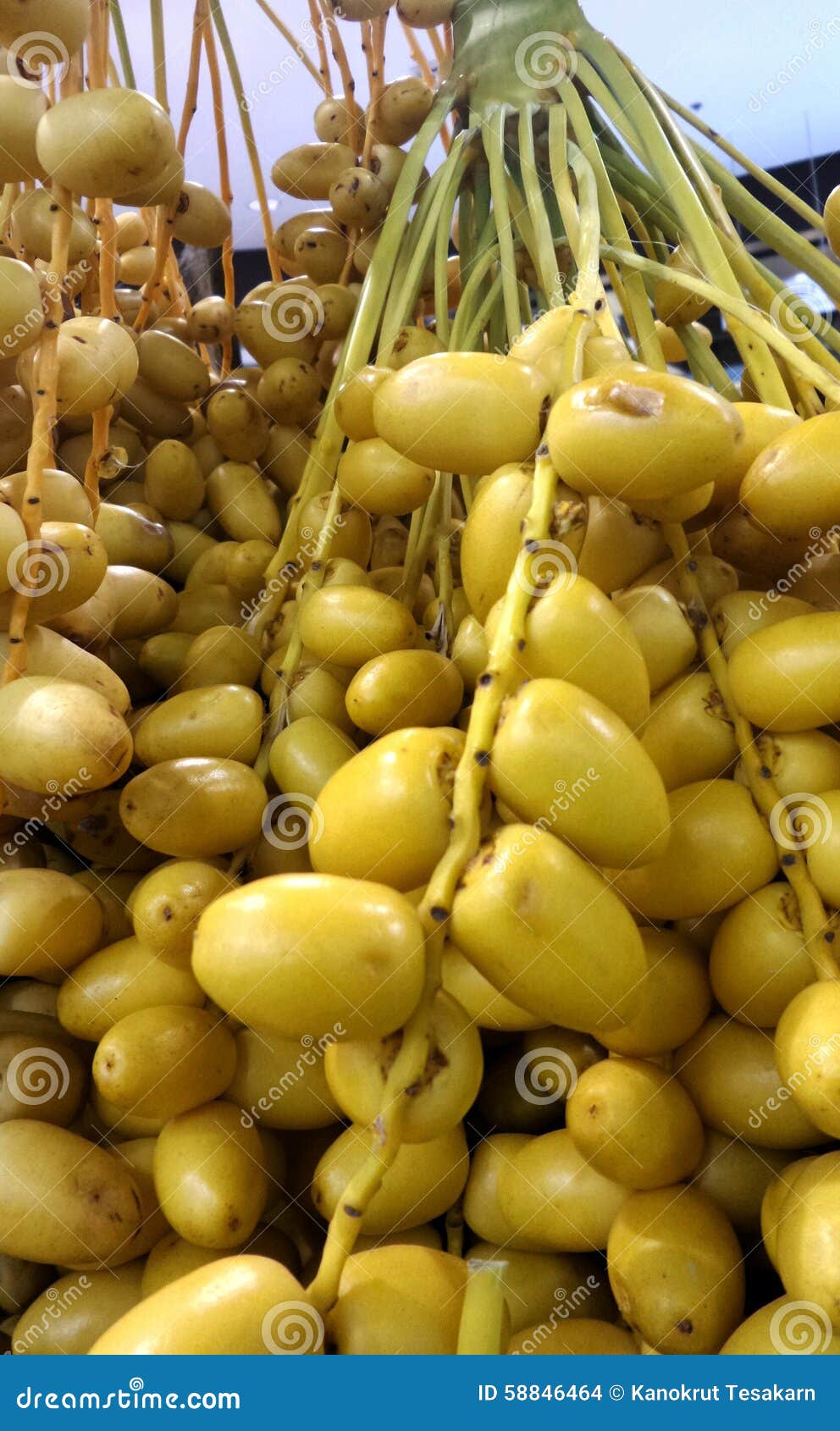 Fruta fresca de las fechas foto de archivo. Imagen de frutas - 58846464