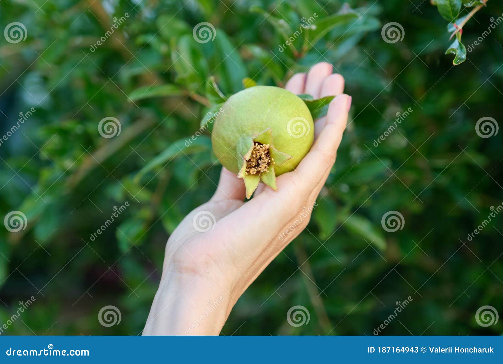 Fruta Granada Verde En Una Planta En Mano Imagen de archivo - Imagen de ...
