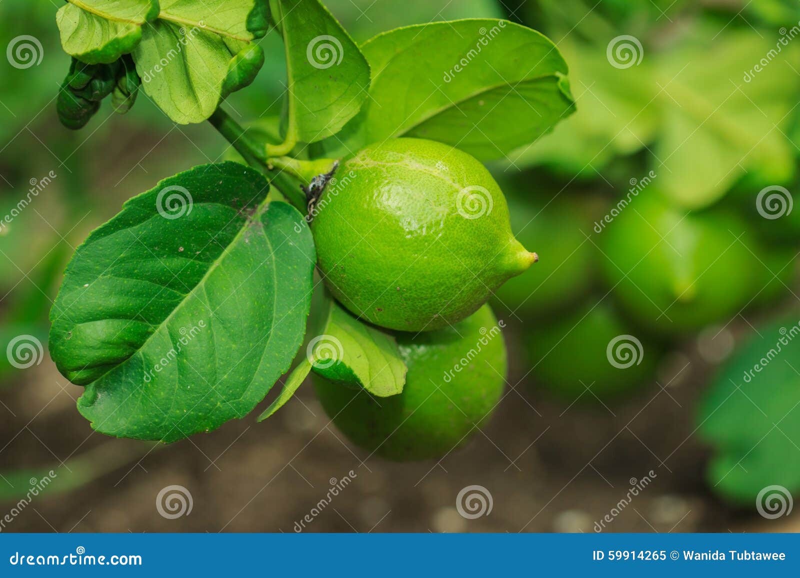 Fruta, limón, cal, planta imagen de archivo. Imagen de anaranjado ...