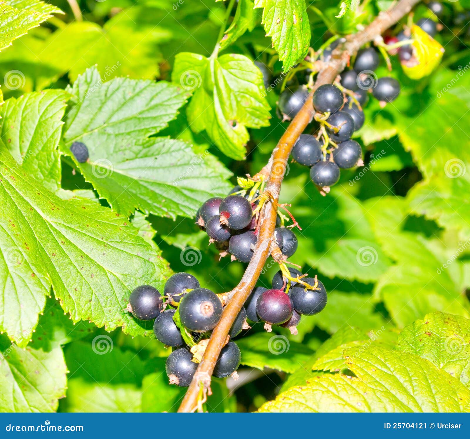 Fruta Madura Da Passa De Corinto Preta Imagem de Stock - Imagem de nave ...