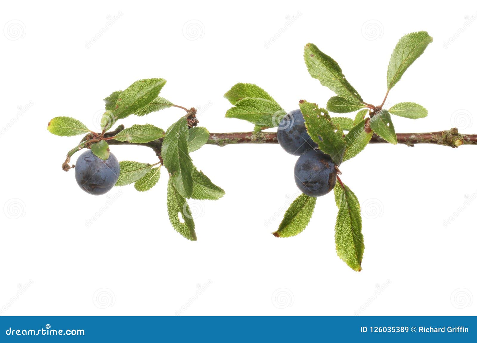 Fruta madura del endrino imagen de archivo. Imagen de fondo - 126035389