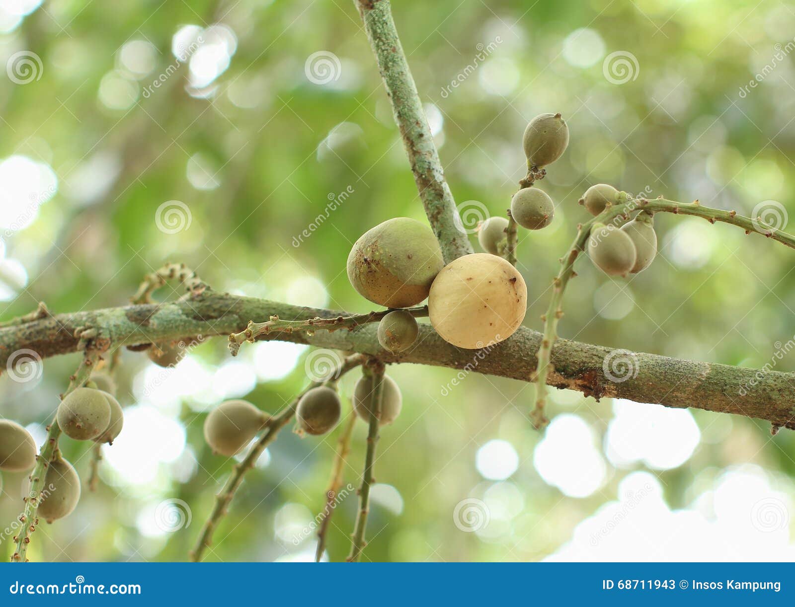 Fruta Madura E Inmadura De Langsat Imagen de archivo - Imagen de ...