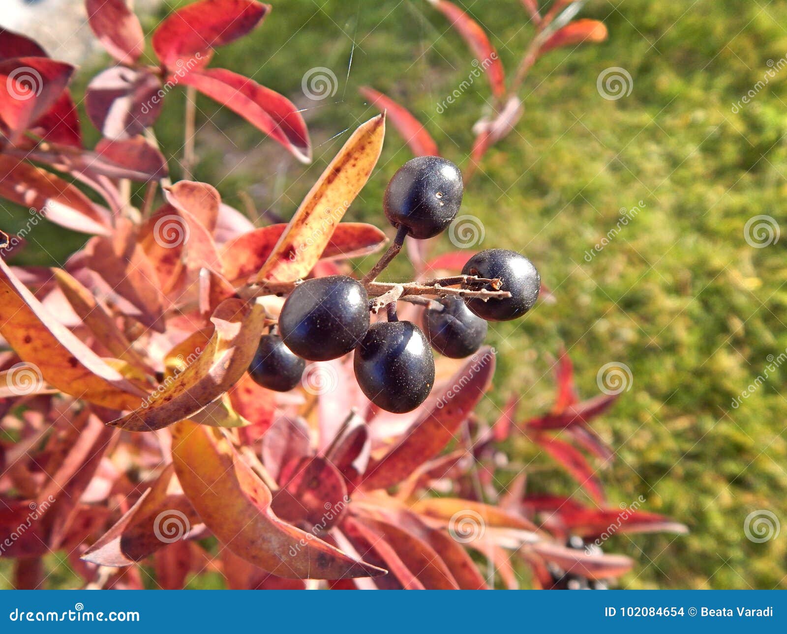 Fruta negra foto de archivo. Imagen de sunlight, fotografiado - 102084654