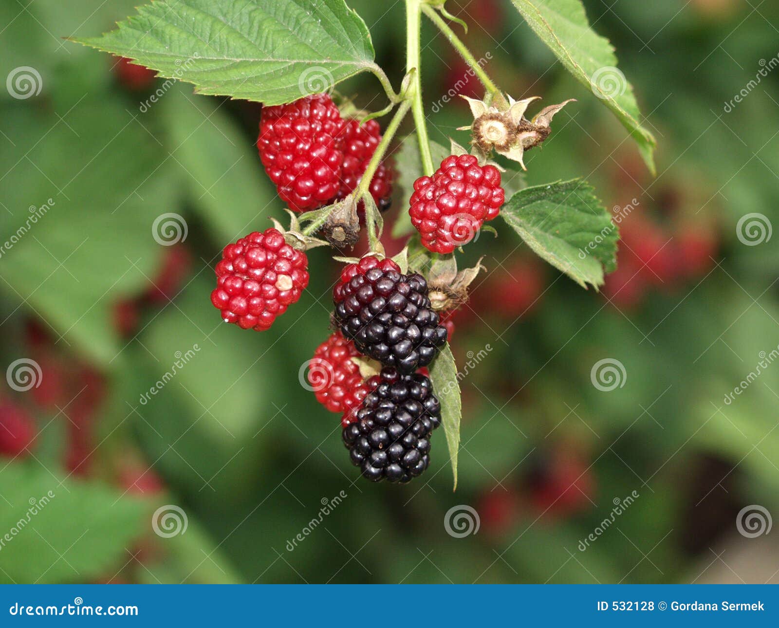 Fruta Negra Y Roja De La Zarzamora Foto de archivo - Imagen de jugoso ...