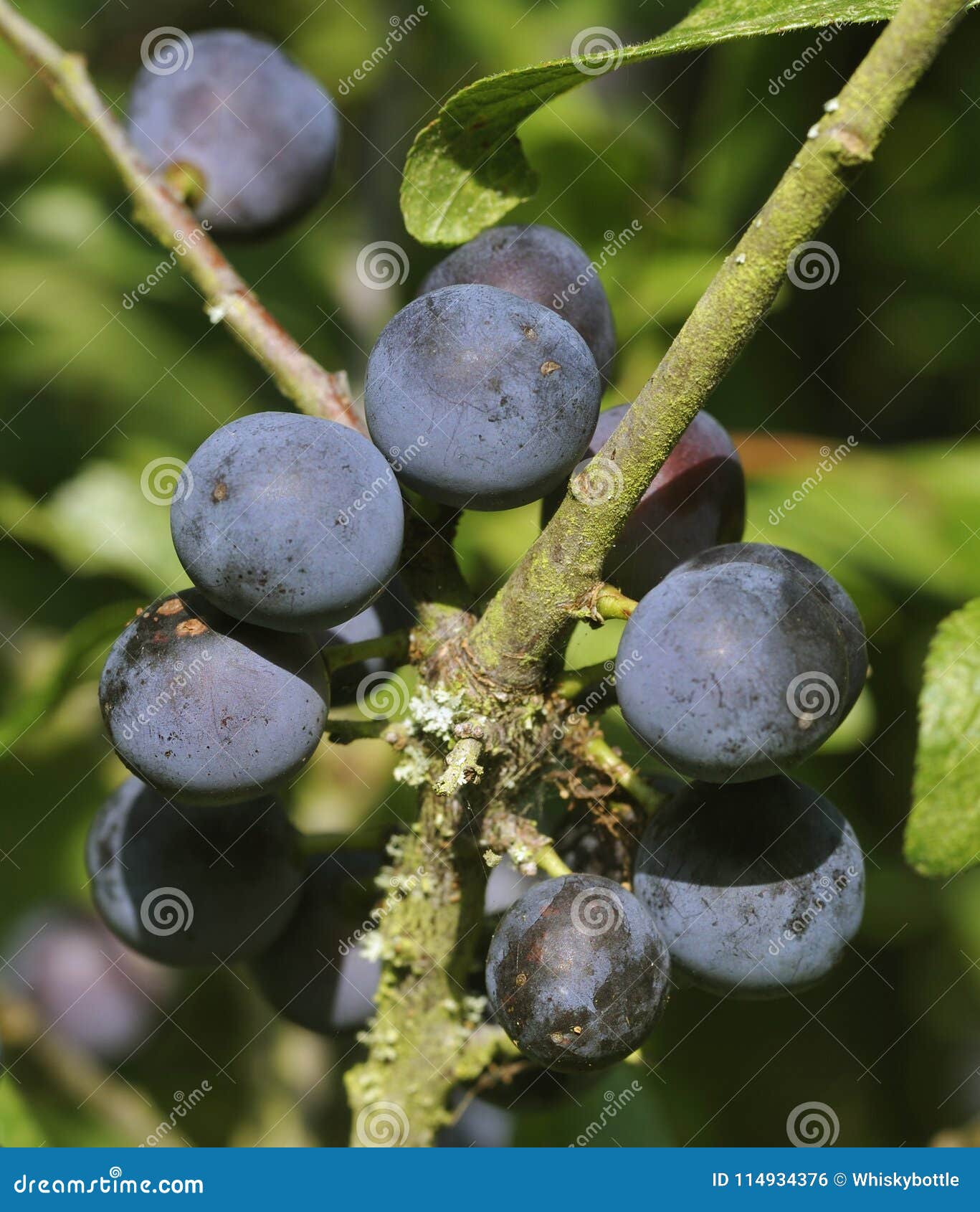Fruta O Endrino Del Endrino Foto de archivo - Imagen de cortina, negro ...