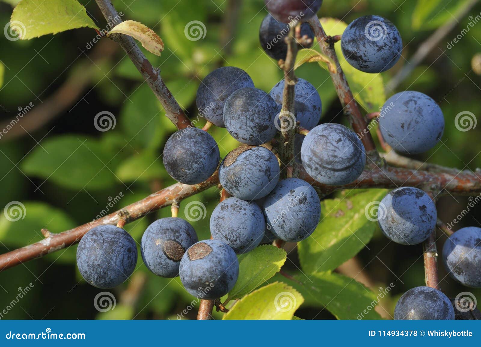 Fruta O Endrino Del Endrino Foto de archivo - Imagen de cortina ...