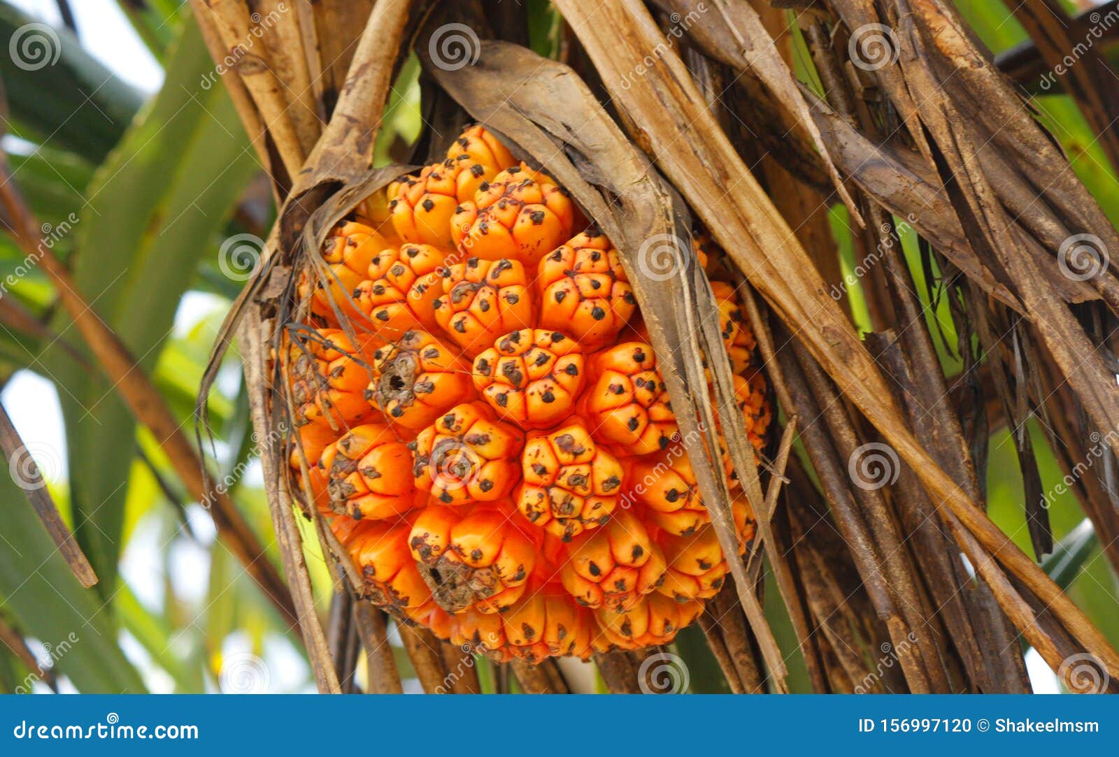 Fruta O Pandano Tropical No Comestible Foto de archivo - Imagen de pino ...
