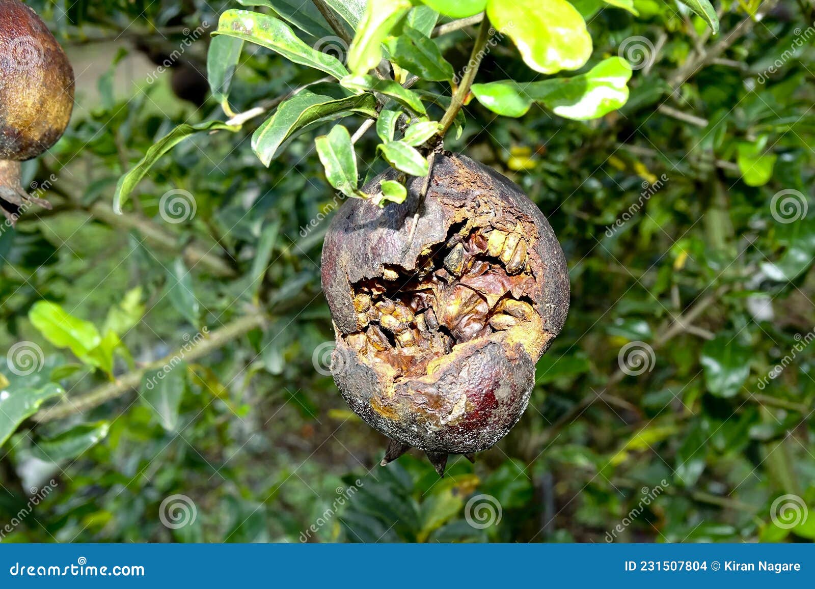Fruta Podrida De Granada En Planta De Granada. Foto de archivo - Imagen ...
