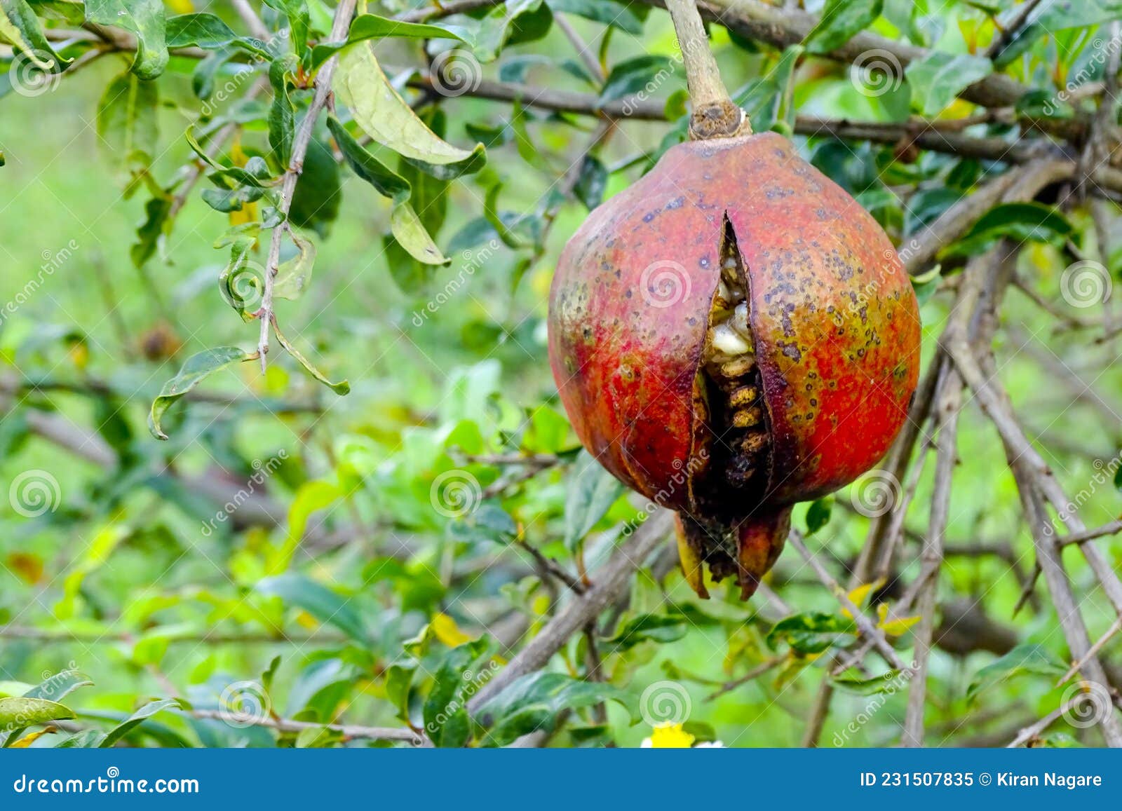 Fruta Podrida De Granada En Planta De Granada. Imagen de archivo ...