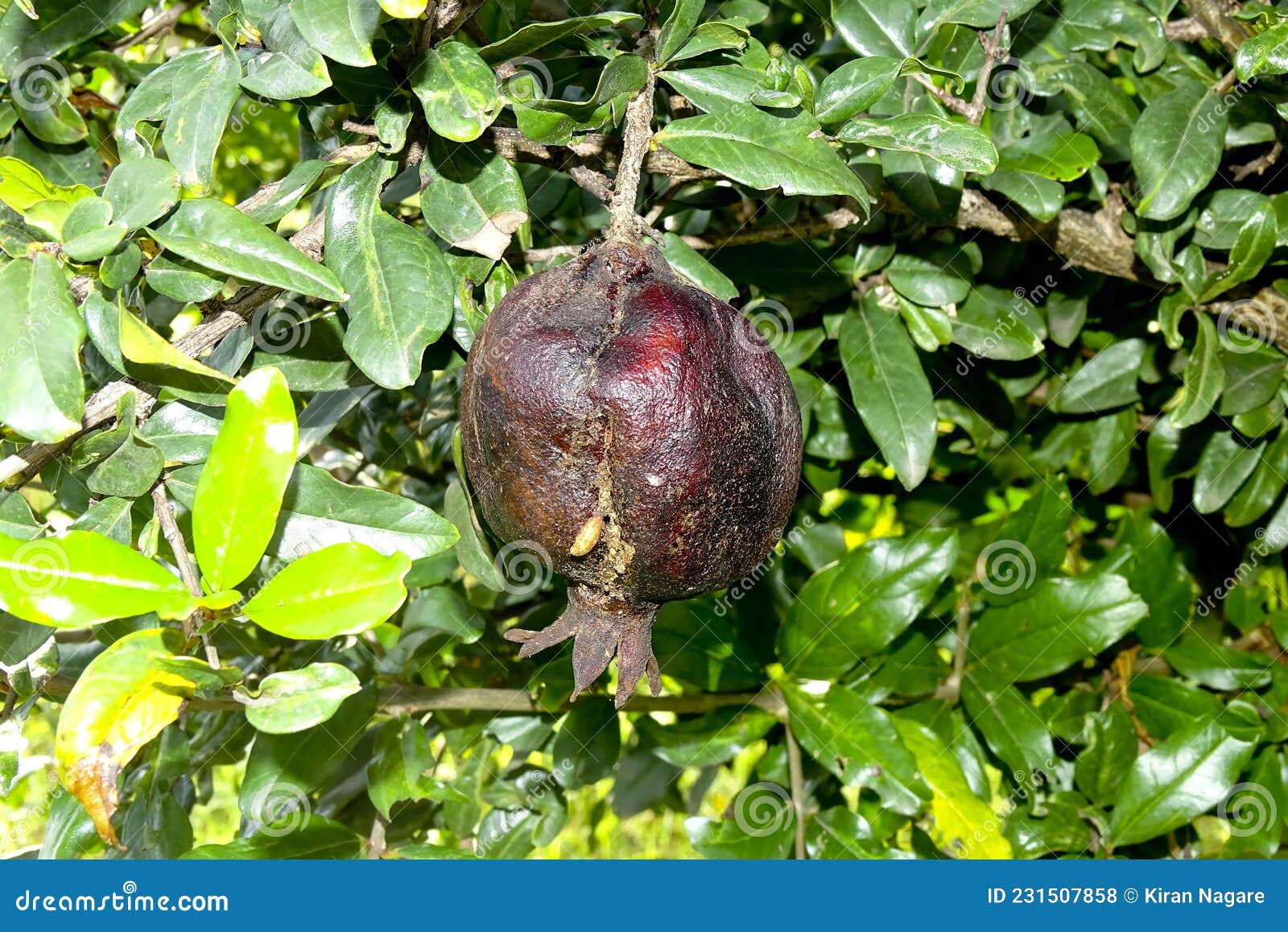 Fruta Podrida De Granada En Planta De Granada. Foto de archivo - Imagen ...