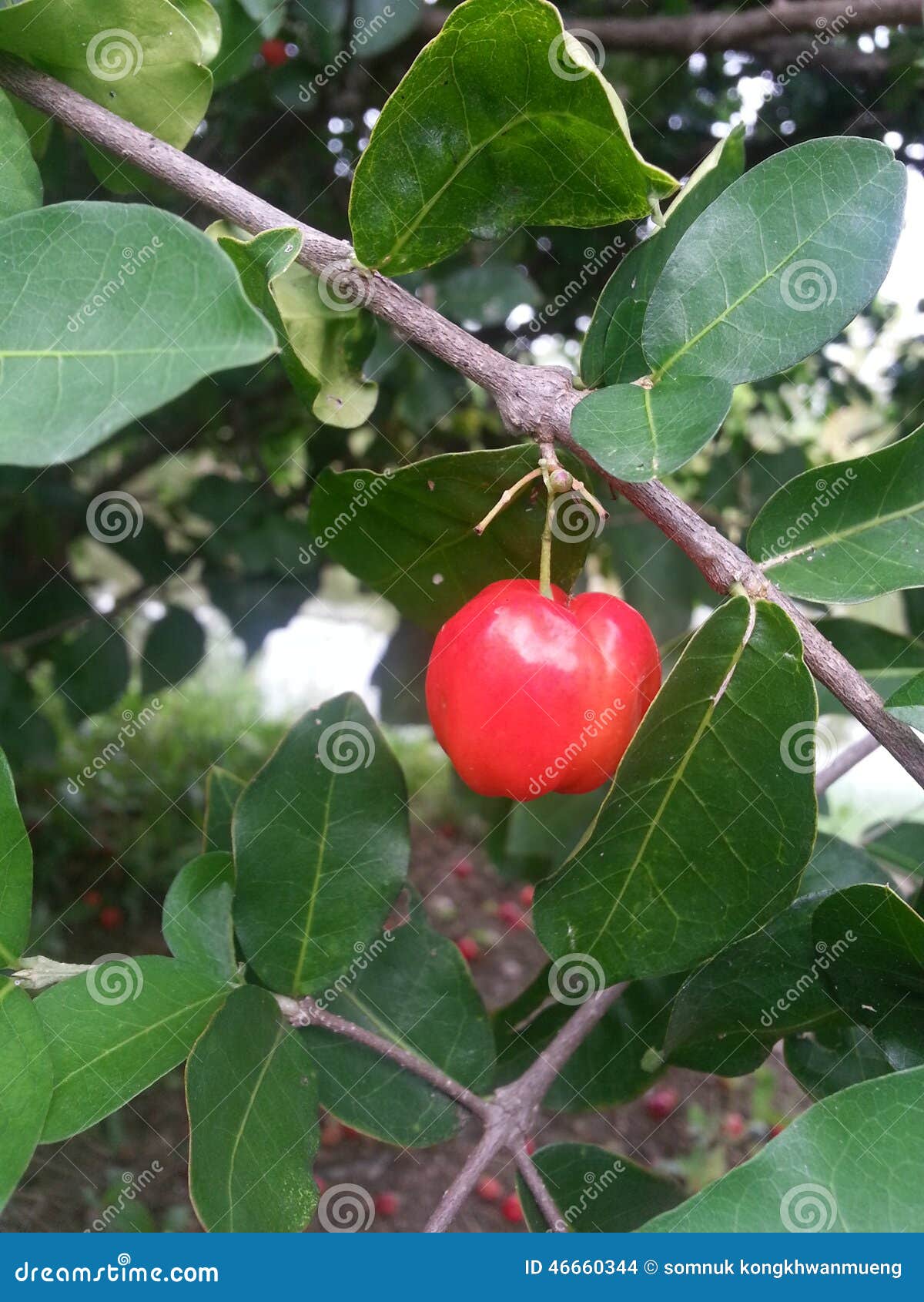 Fruta roja imagen de archivo editorial. Imagen de maduro - 46660344