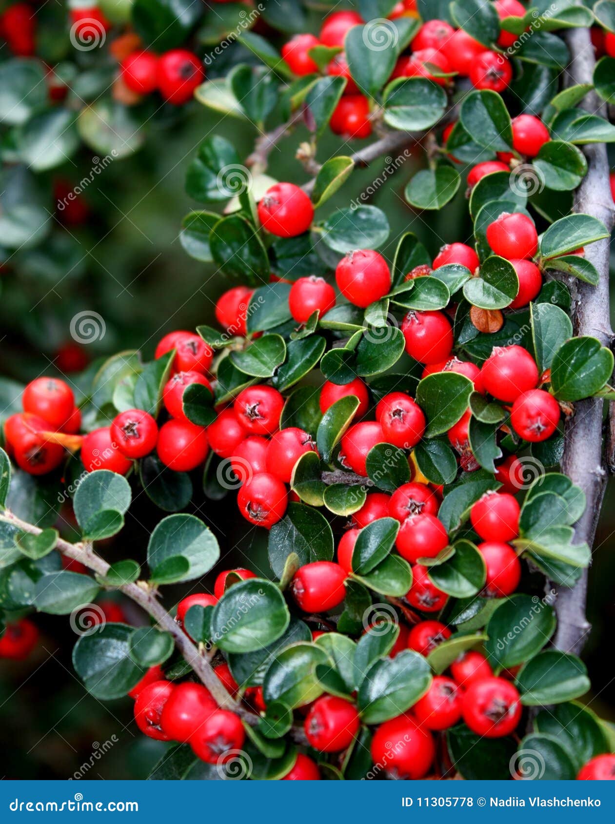 Fruta roja salvaje foto de archivo. Imagen de salvaje - 11305778