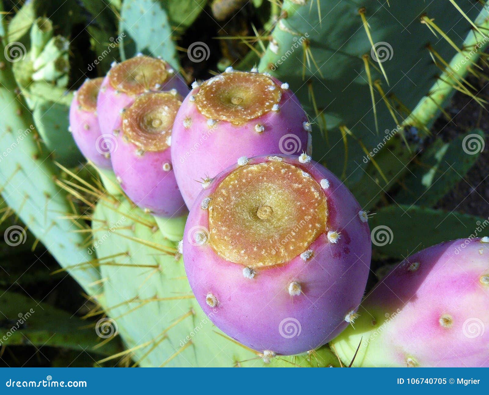 Fruta Rosada Del Cactus Del Higo Chumbo Imagen de archivo - Imagen de ...