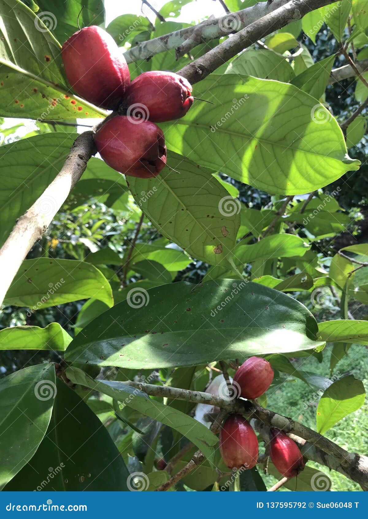 Fruta rosada tailandesa foto de archivo. Imagen de meridional - 137595792