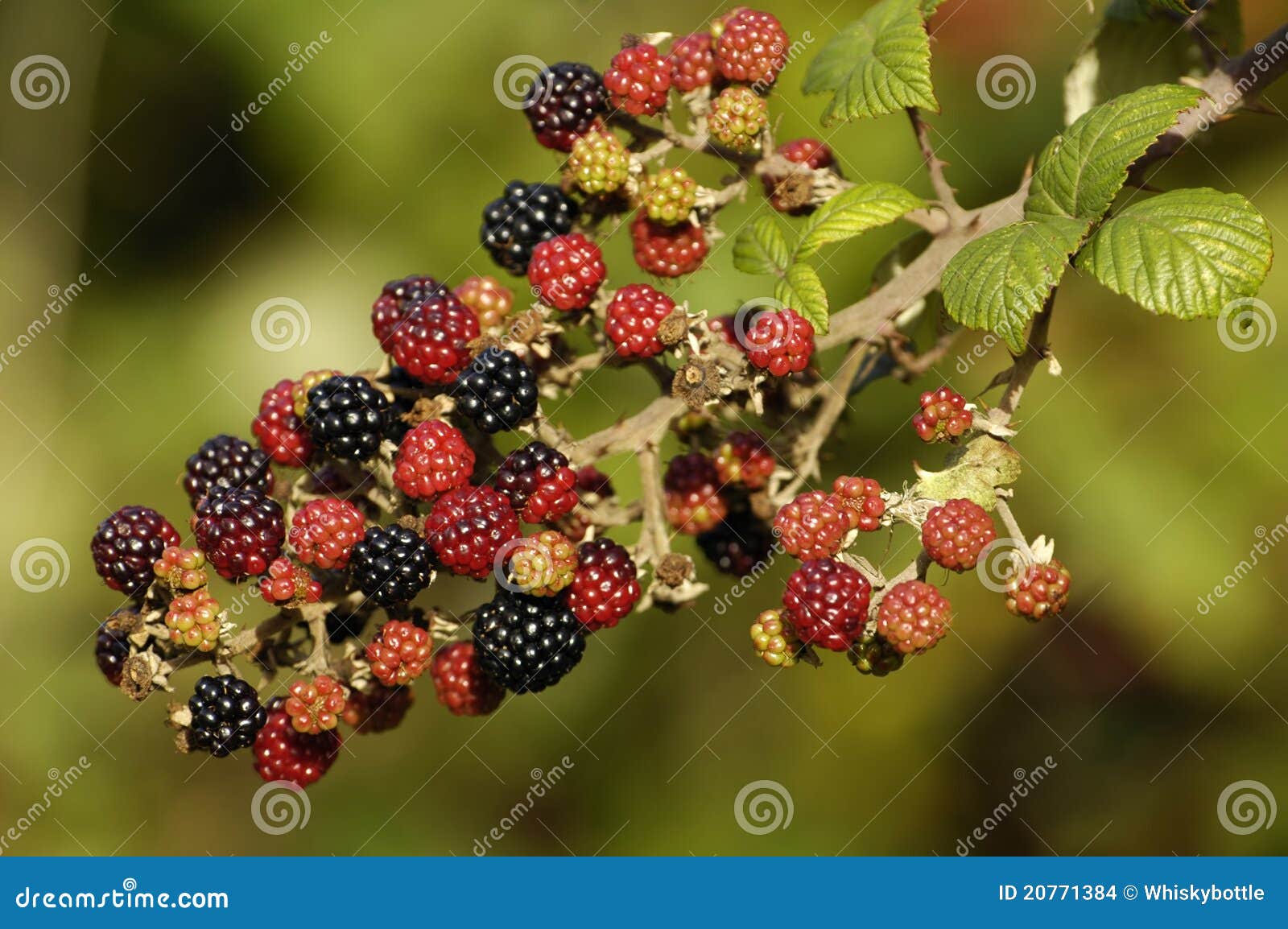 Fruta Salvaje De La Zarzamora Foto de archivo - Imagen de fruta, flor ...
