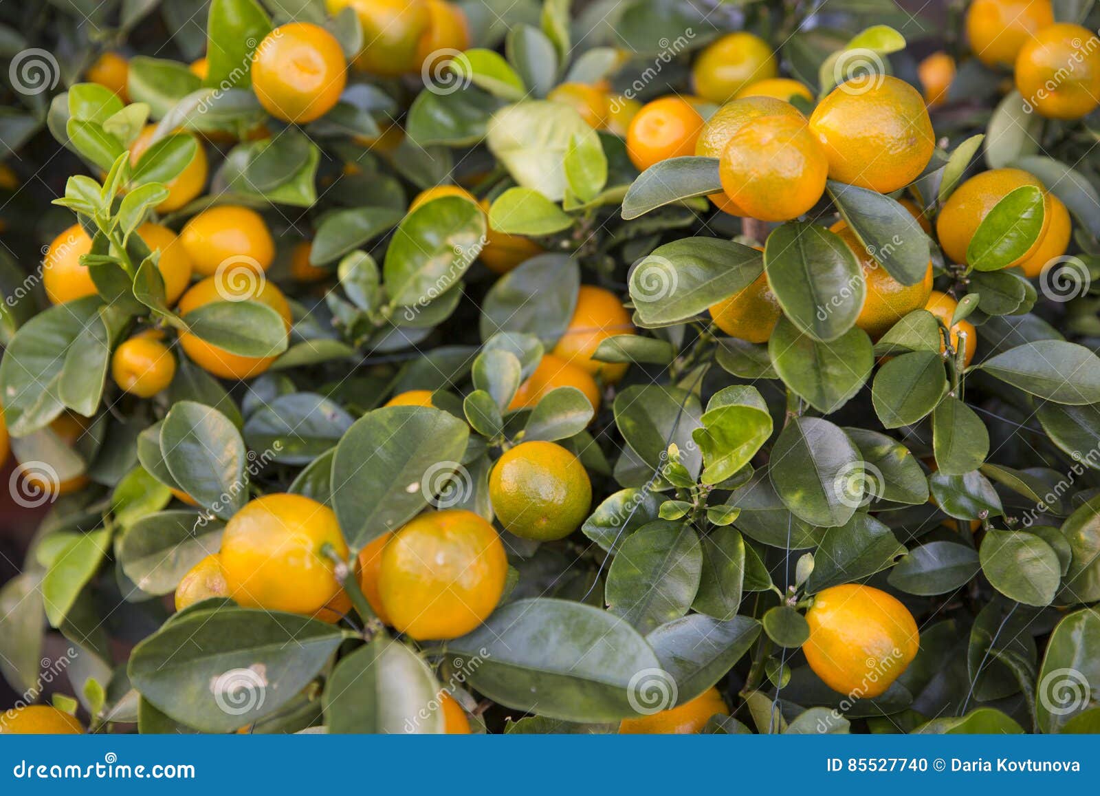 Fruta subtropical foto de archivo. Imagen de fruta, dieta - 85527740
