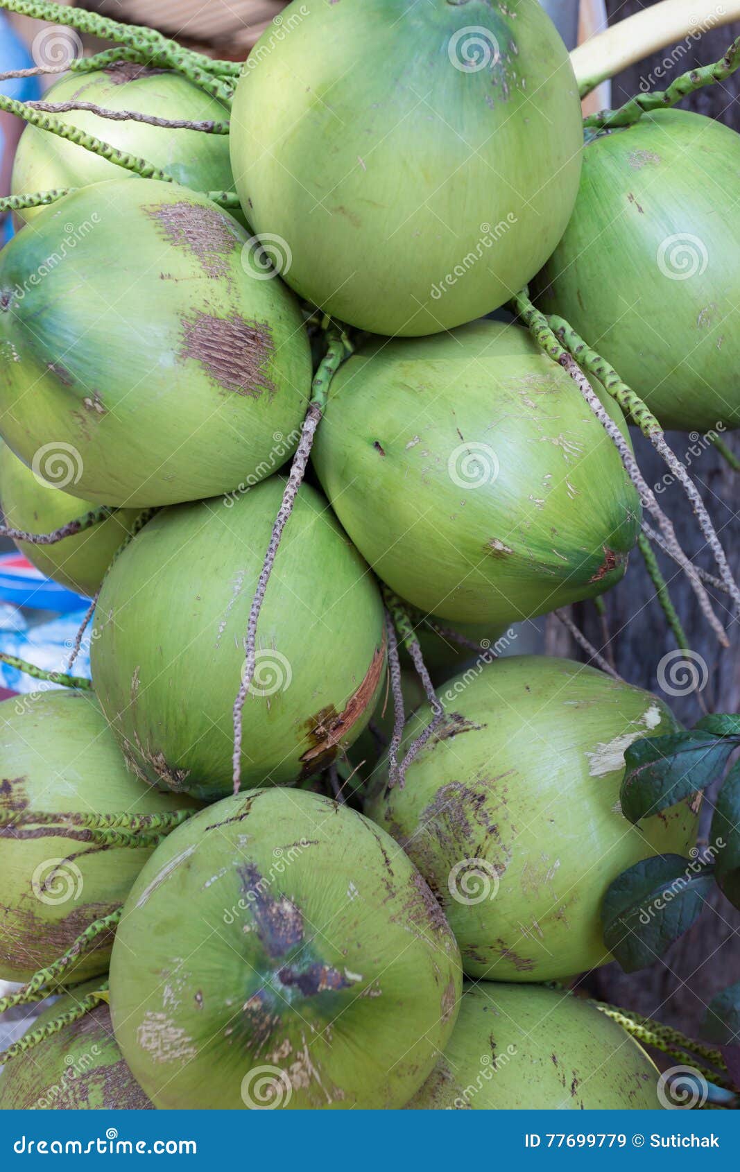 Fruta tropical del coco imagen de archivo. Imagen de planta - 77699779