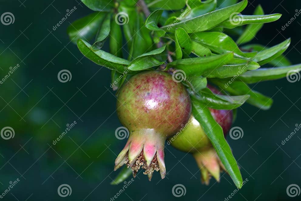 Fruta verde de la granada imagen de archivo. Imagen de granada - 75099465