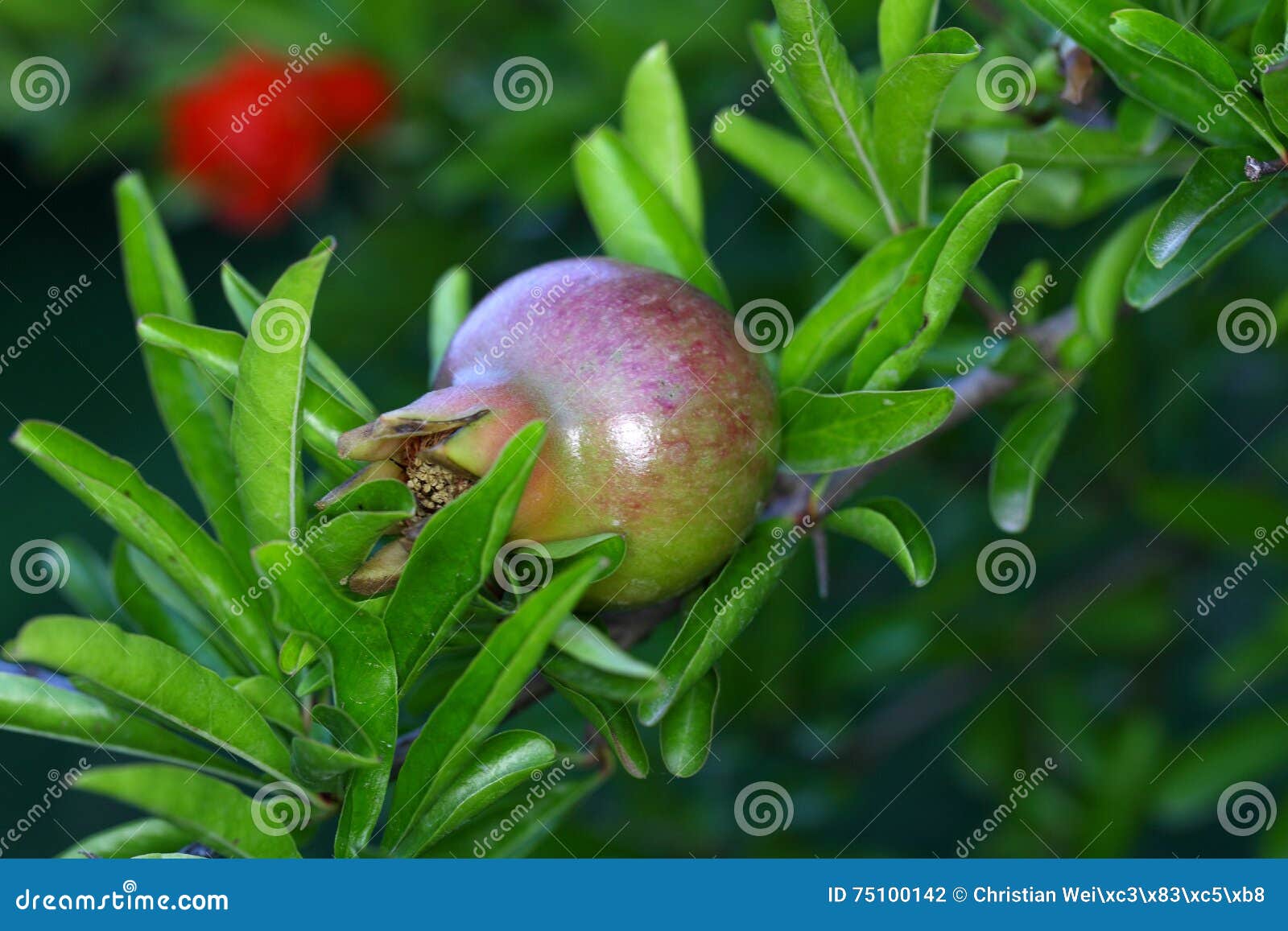 Fruta verde de la granada foto de archivo. Imagen de granja - 75100142