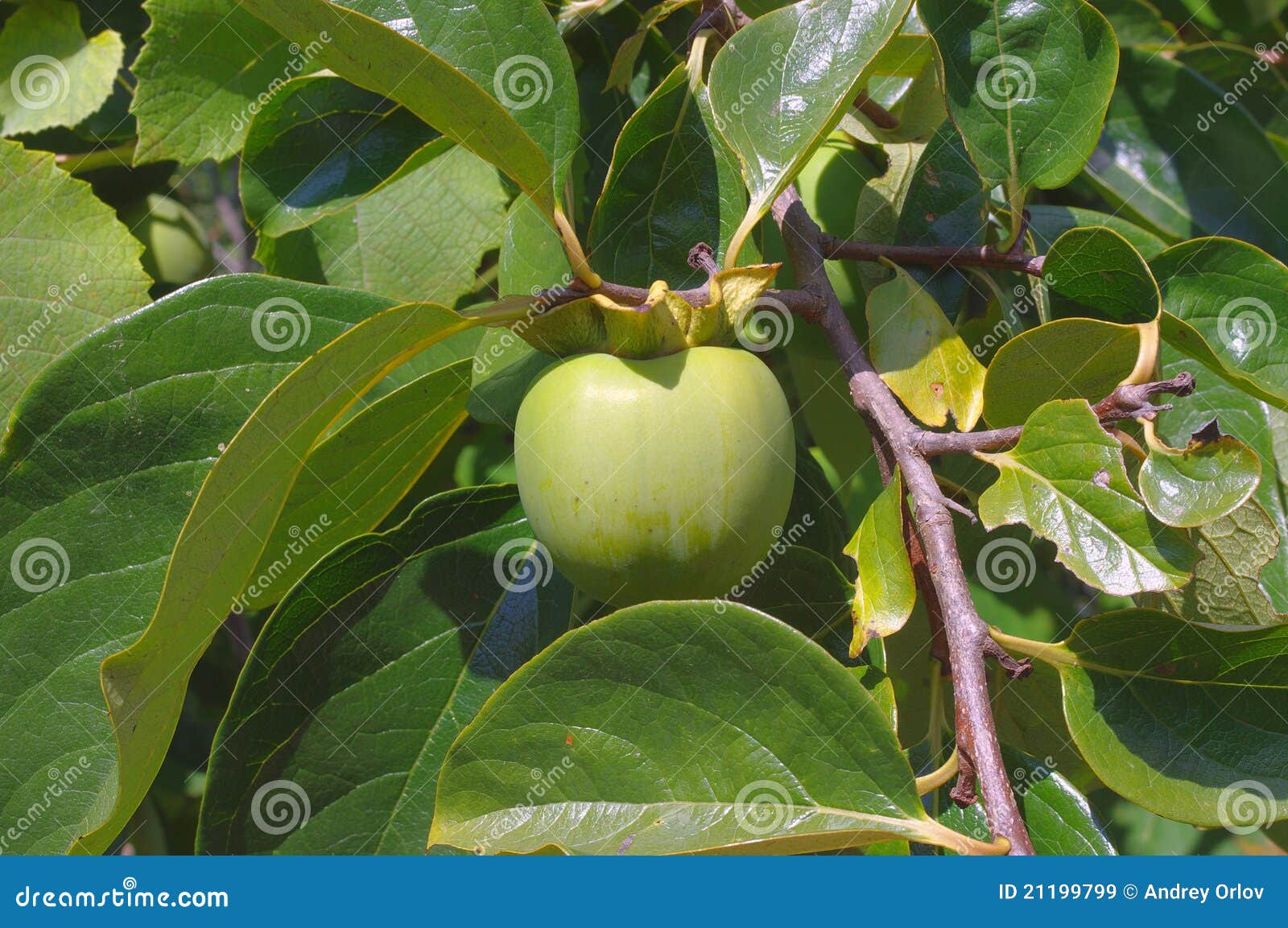 Fruta Verde Do Caqui Em Uma árvore Imagens de Stock Royalty Free ...
