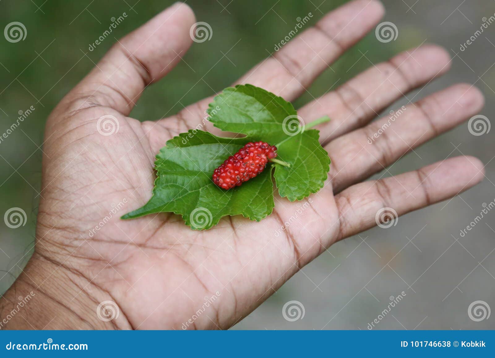 Fruta Y Hoja De La Mora Roja Foto de archivo - Imagen de crecimiento ...