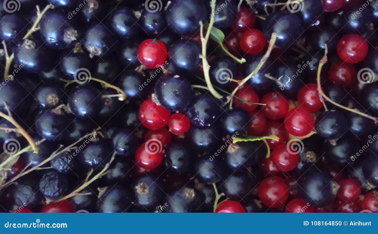 Frutas foto de archivo. Imagen de frutas, negro, bayas - 108164850