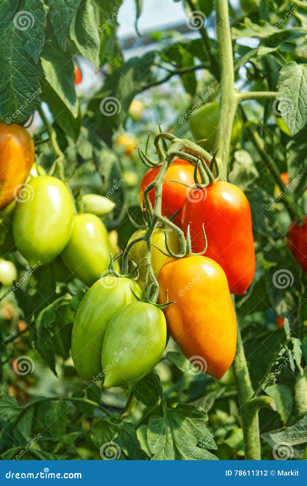 Frutas Alargadas Del Tomate En Invernadero Foto de archivo - Imagen de ...