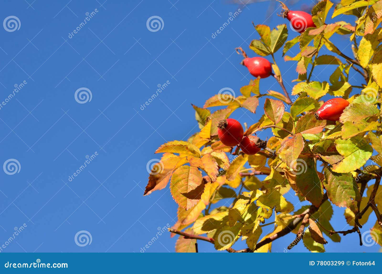 Frutas Color De Rosa De La Cadera Imagen de archivo - Imagen de vivo ...