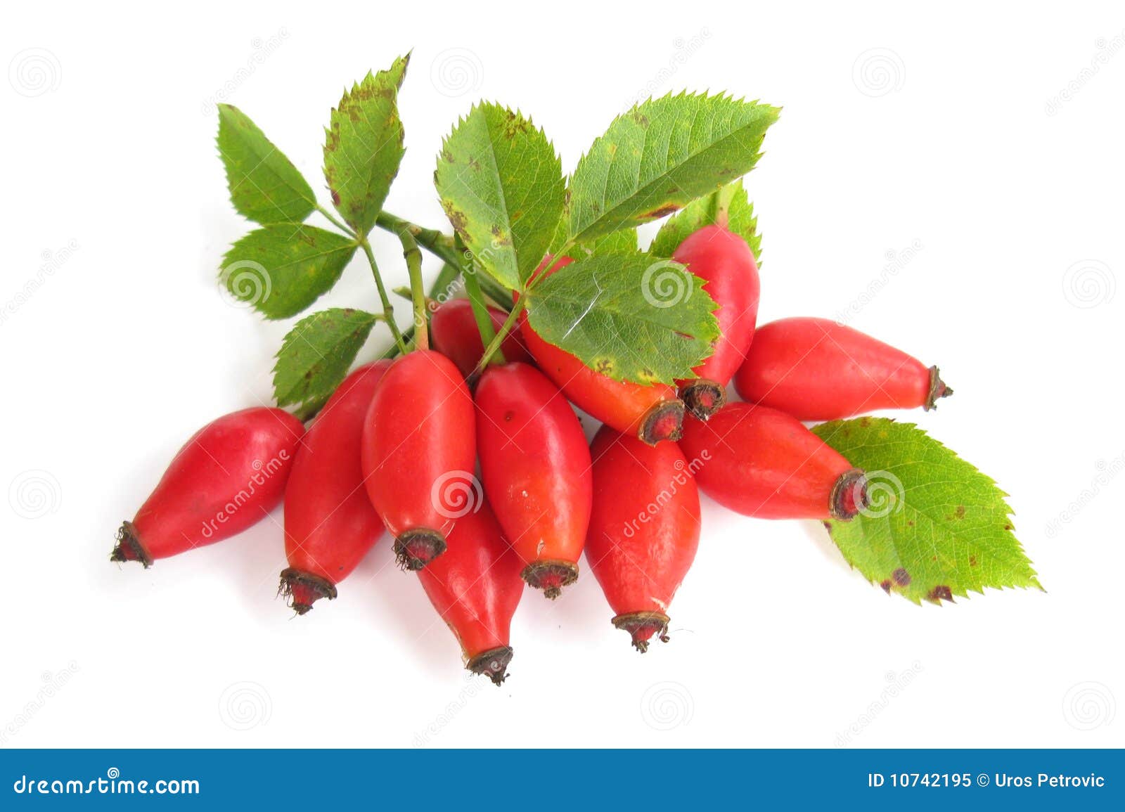 Frutas Color De Rosa Del Perro Imagen de archivo - Imagen de blanco ...