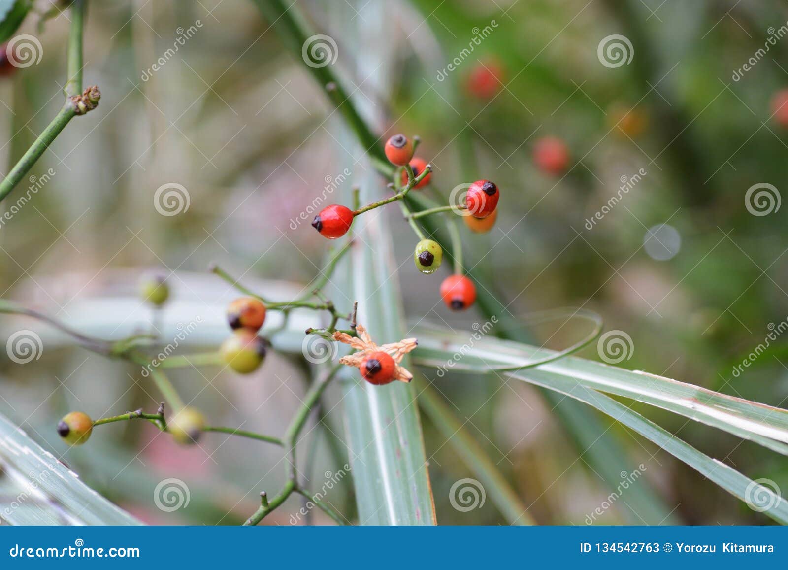 Frutas Color De Rosa Japonesas Imagen de archivo - Imagen de travieso ...