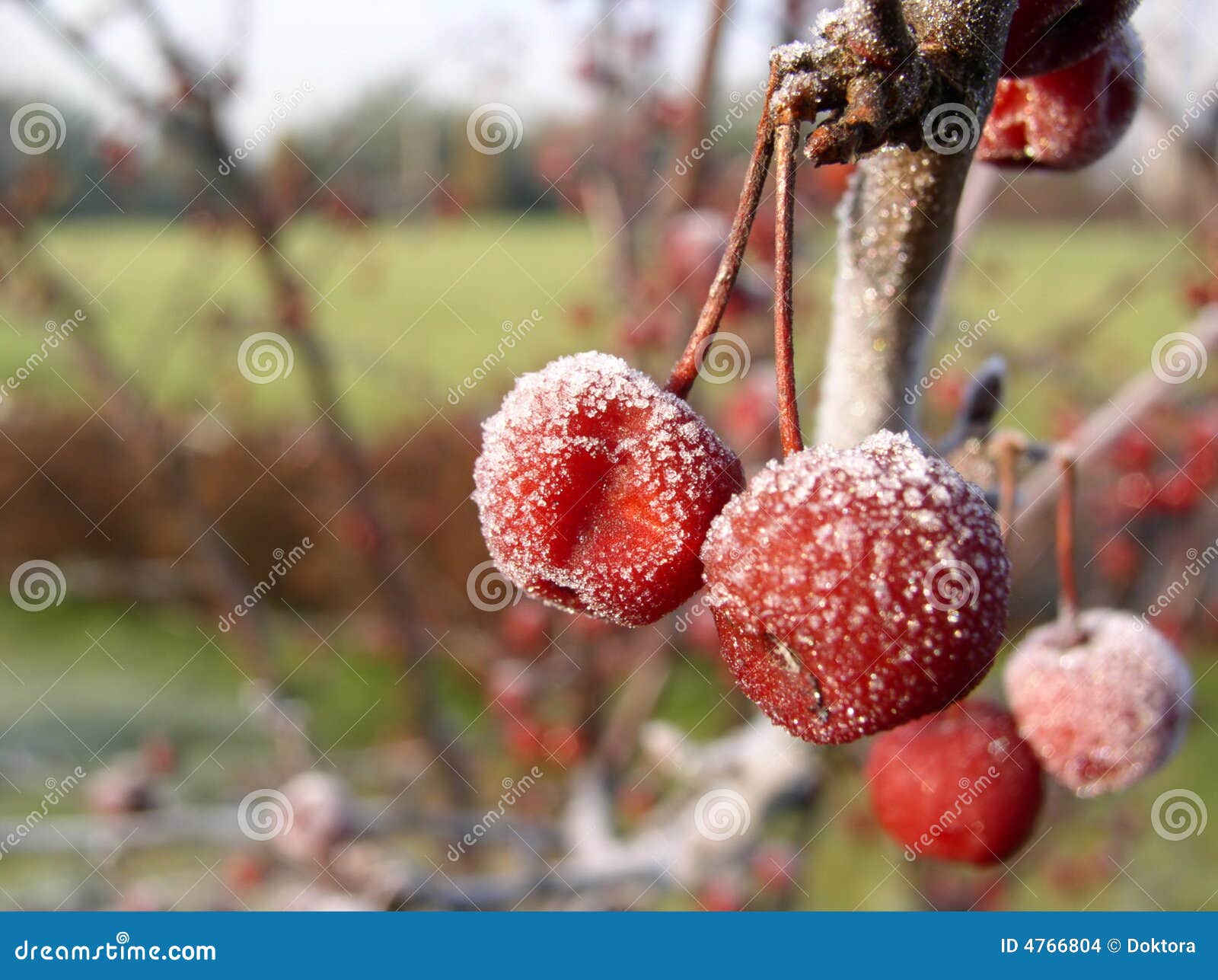 Frutas congeladas #01 foto de archivo. Imagen de manzana - 4766804