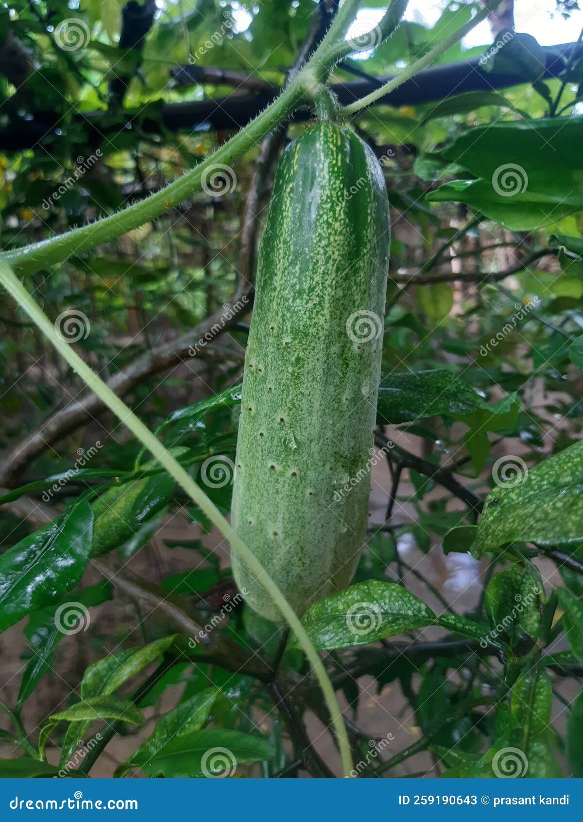 Frutas De Huerto De Pepino Blanco Imagen de archivo - Imagen de verde ...