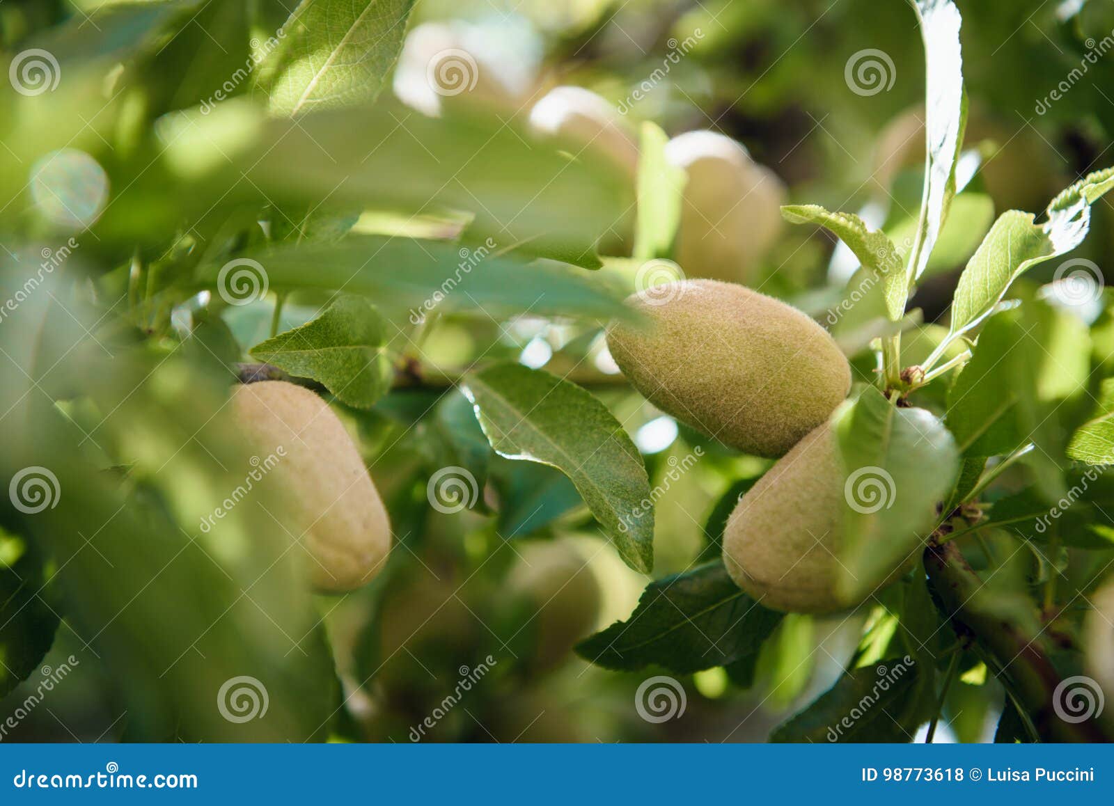 Frutas De La Almendra En Una Rama Foto de archivo - Imagen de hoja ...