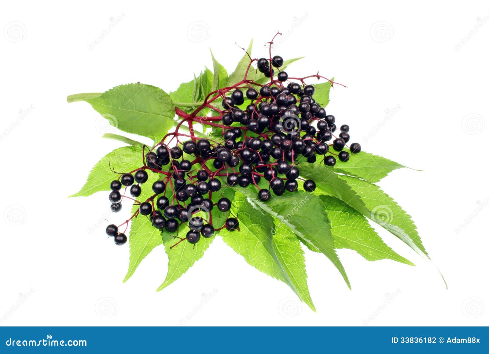 Frutas De La Baya Del Saúco Foto de archivo - Imagen de maduro, color ...