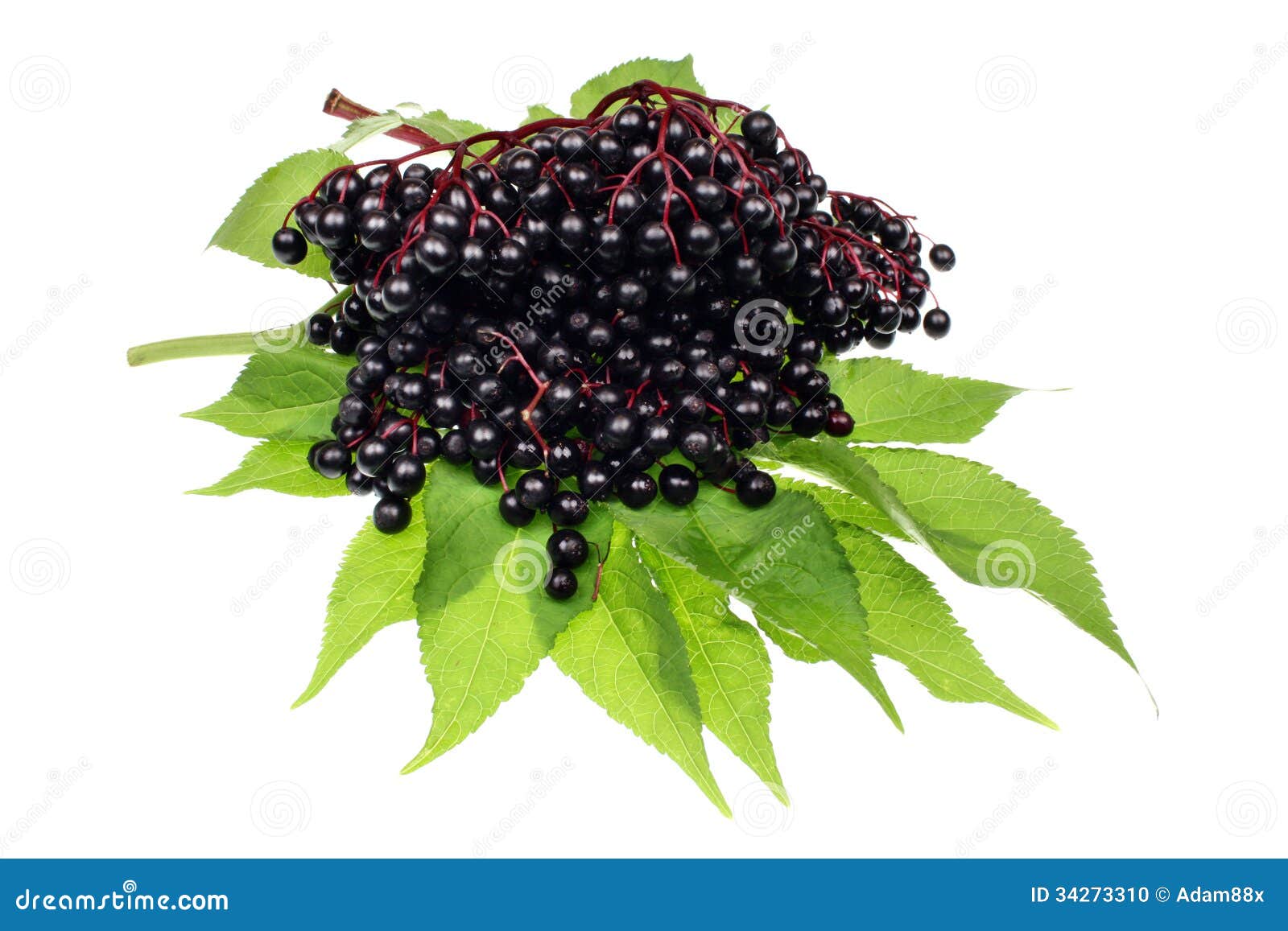 Frutas De La Baya Del Saúco Foto de archivo - Imagen de salud, maduro ...