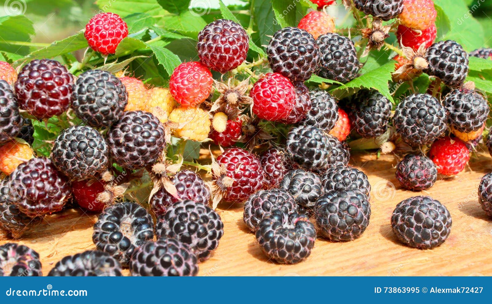 Frutas De La Frambuesa Negra Imagen de archivo - Imagen de hermoso ...