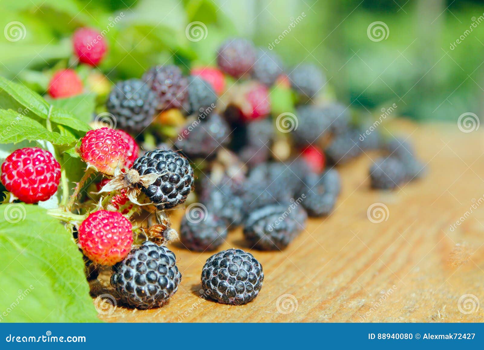 Frutas De La Frambuesa Negra Foto de archivo - Imagen de maduro ...