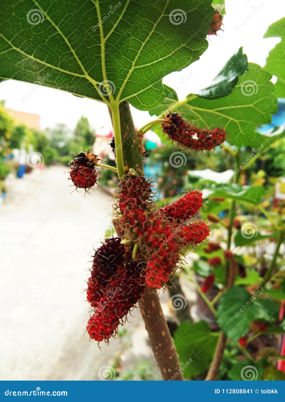 Frutas De La Mora En La Planta Imagen de archivo - Imagen de frutas ...