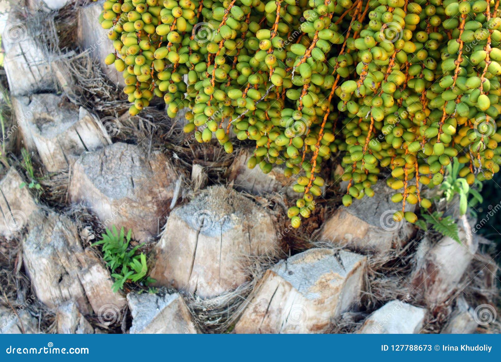 Frutas De La Palma Datilera Imagen de archivo - Imagen de sabroso ...