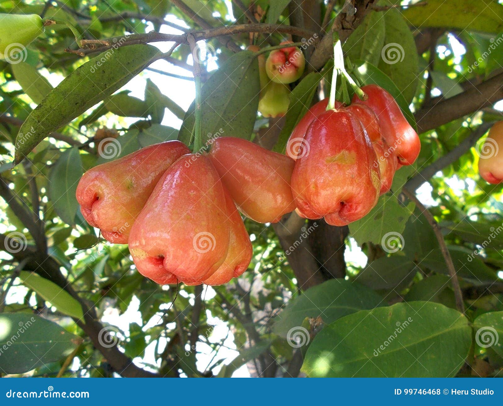 Frutas De Las Manzanas De Rose Java Foto de archivo - Imagen de fruta ...